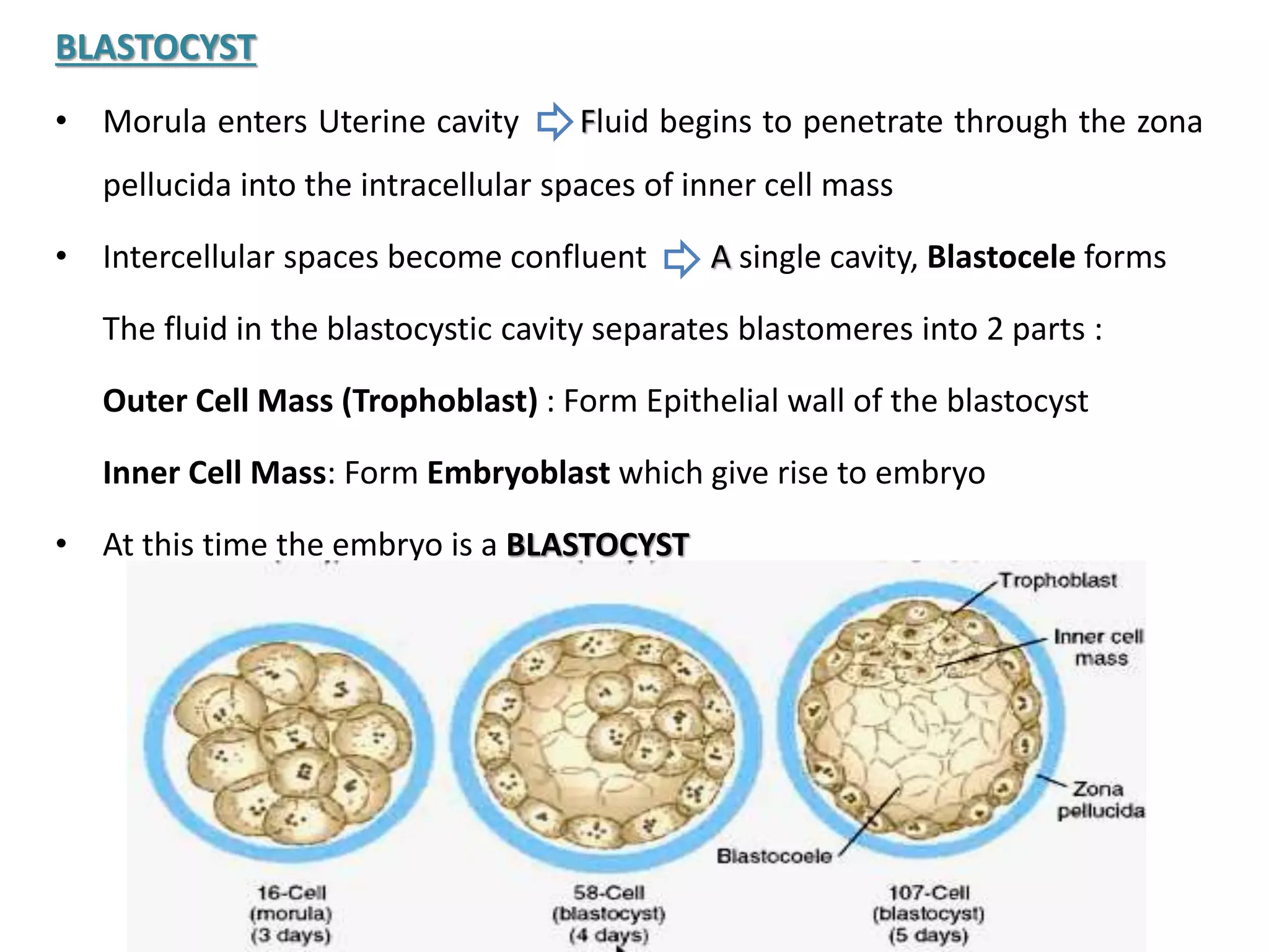 GENERAL EMBRYOLOGY | PPTX