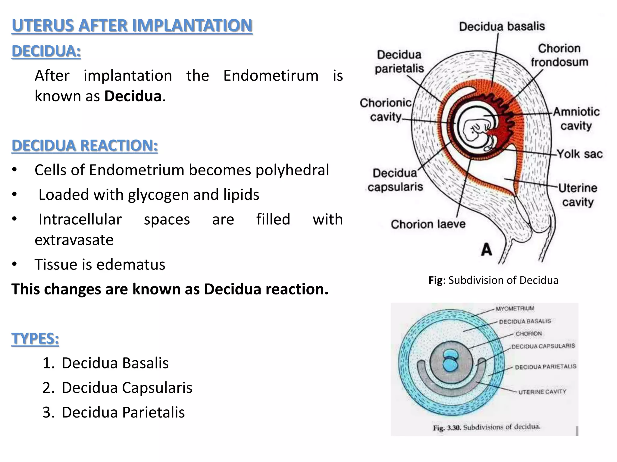 GENERAL EMBRYOLOGY | PPTX