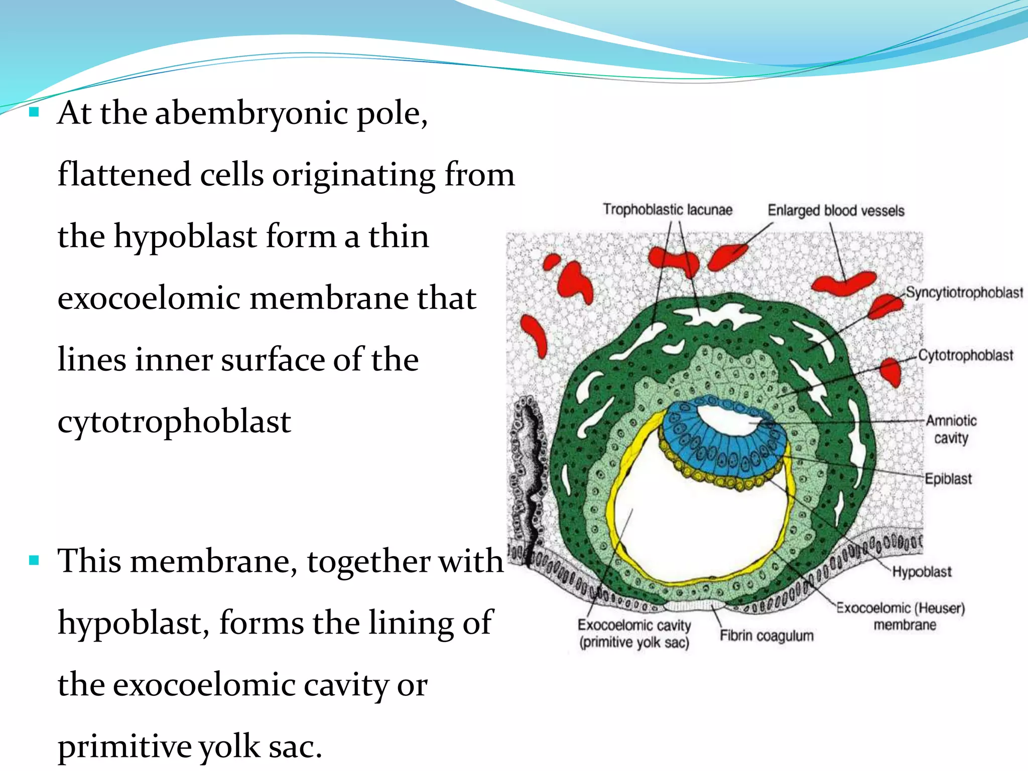 GENERAL EMBRYOLOGY | PPTX