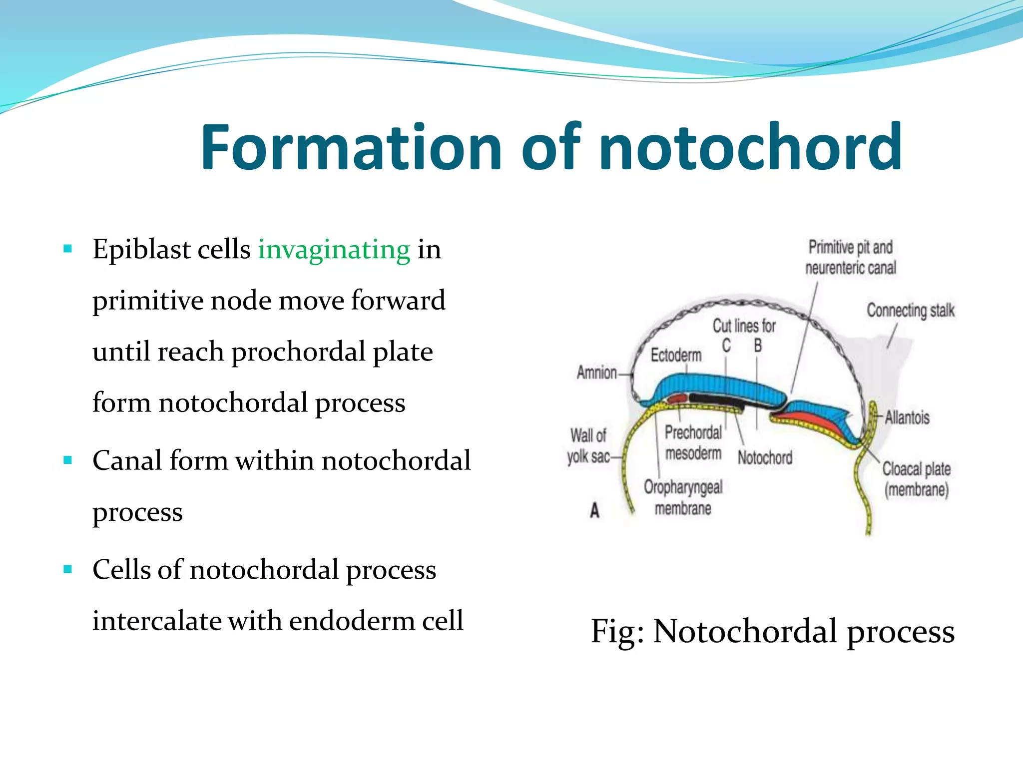 GENERAL EMBRYOLOGY | PPTX