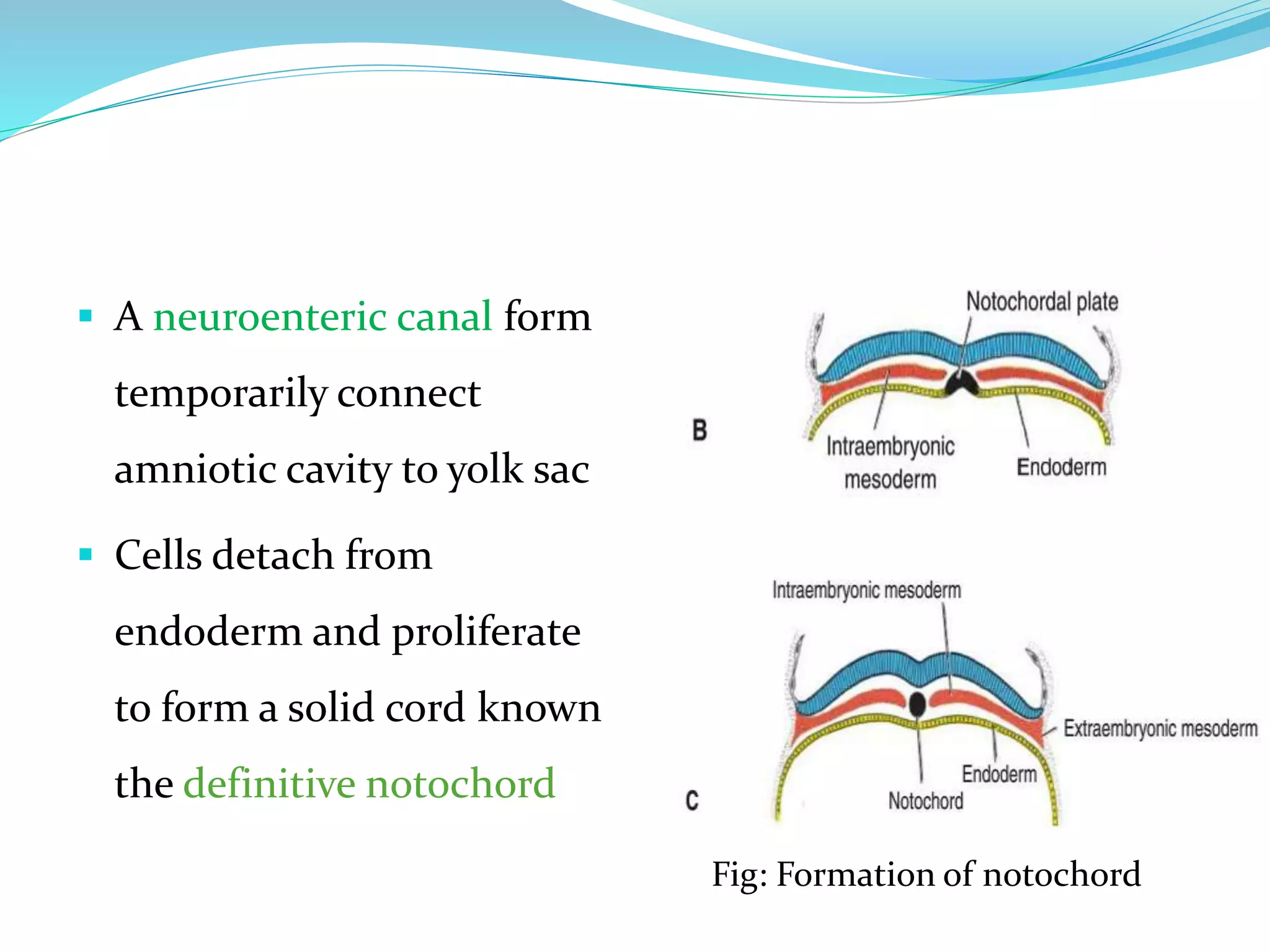 GENERAL EMBRYOLOGY | PPTX