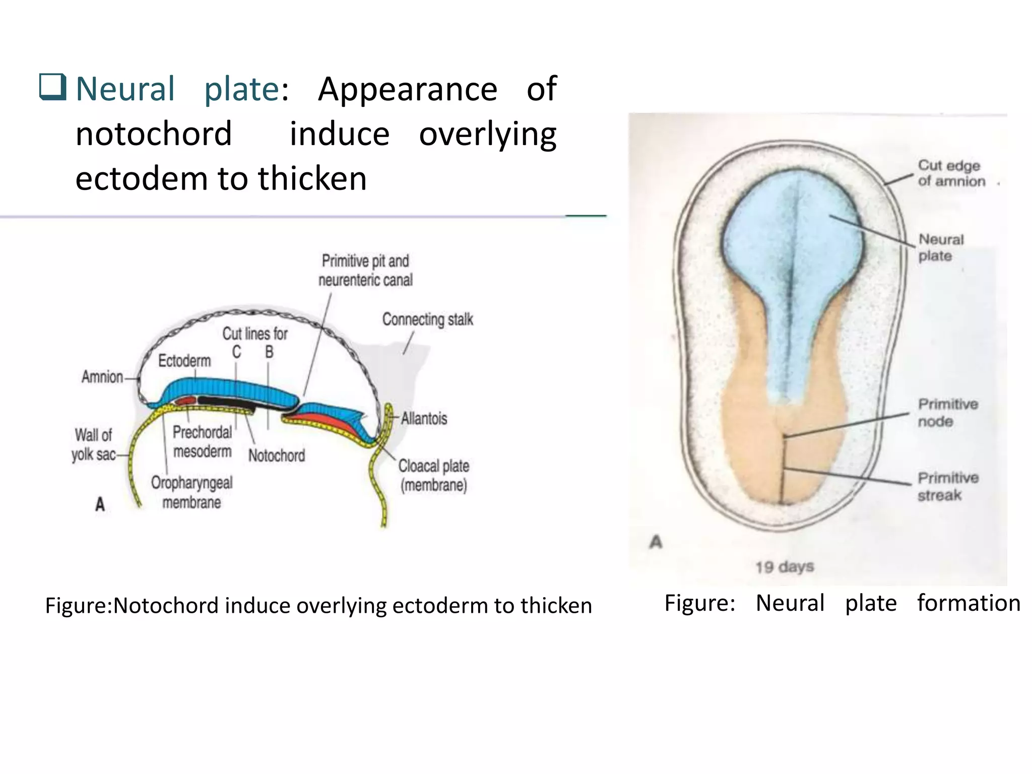 GENERAL EMBRYOLOGY | PPTX