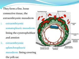 GENERAL EMBRYOLOGY | PPTX