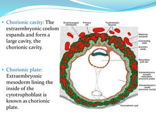 GENERAL EMBRYOLOGY | PPTX
