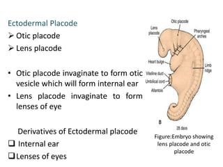 GENERAL EMBRYOLOGY | PPT