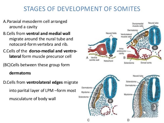 GENERAL EMBRYOLOGY