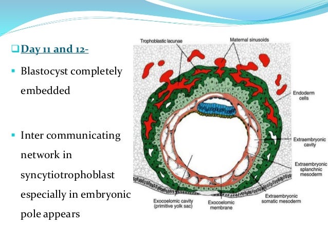 GENERAL EMBRYOLOGY