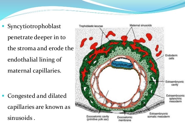 GENERAL EMBRYOLOGY