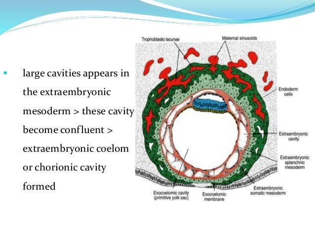 GENERAL EMBRYOLOGY