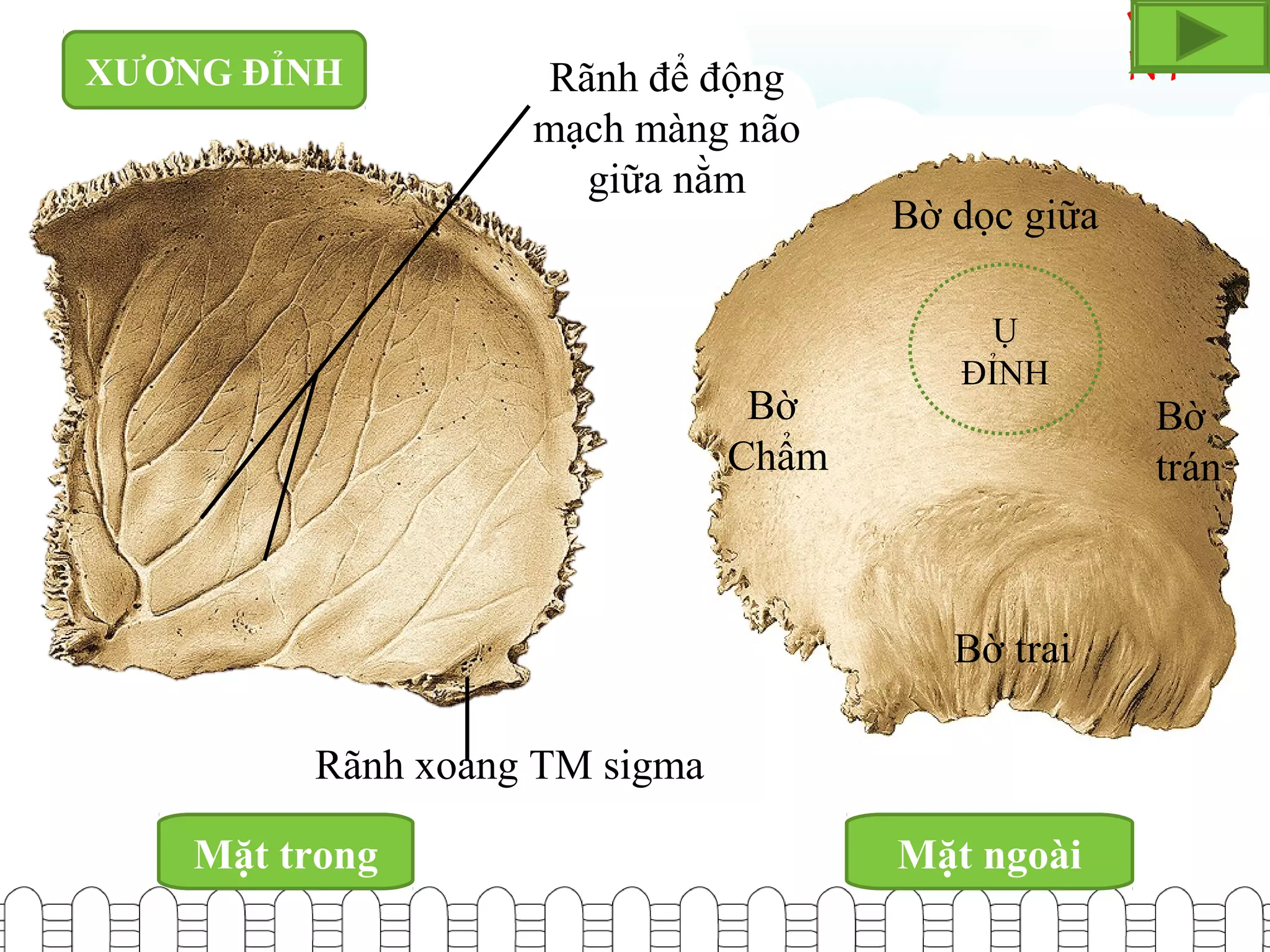 GP Xương Đầu - Mặt - Cổ | PPS