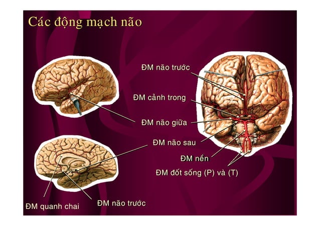 ĐỘNG MẠCH CẢNH - ĐỘNG MẠCH DƯỚI ĐÒN | PPT