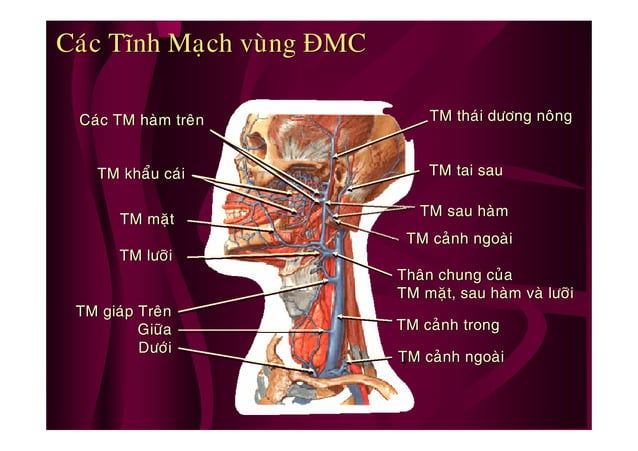 ĐỘNG MẠCH CẢNH - ĐỘNG MẠCH DƯỚI ĐÒN | PPT