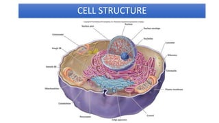 cell structure and function | PPT