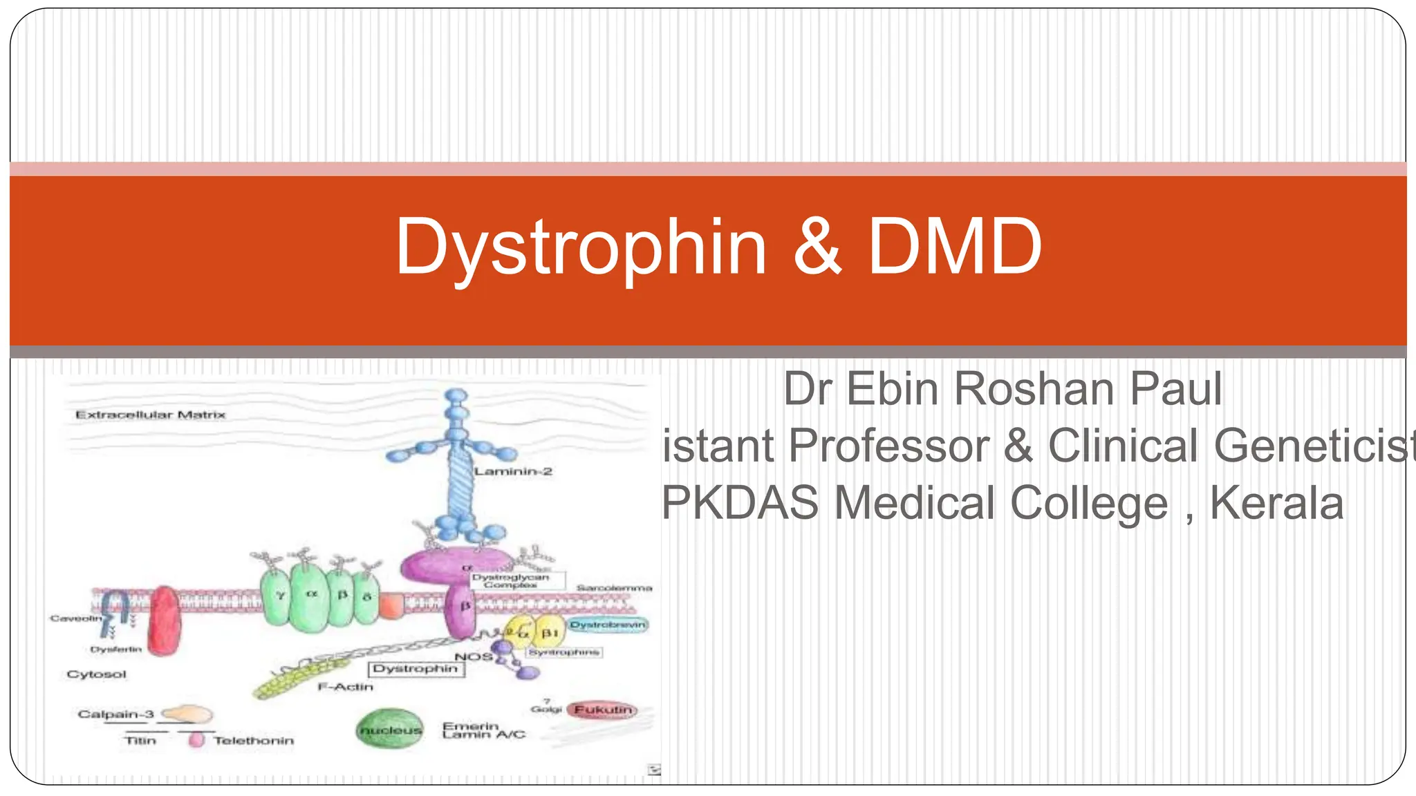 DMD and Dystrophin genetic based approach | PPTX