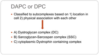 DMD and Dystrophin genetic based approach | PPTX
