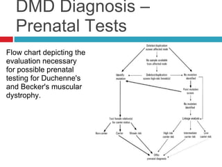 Duchenne Muscular Distrophy | PPT | Physical Therapy | Wellness