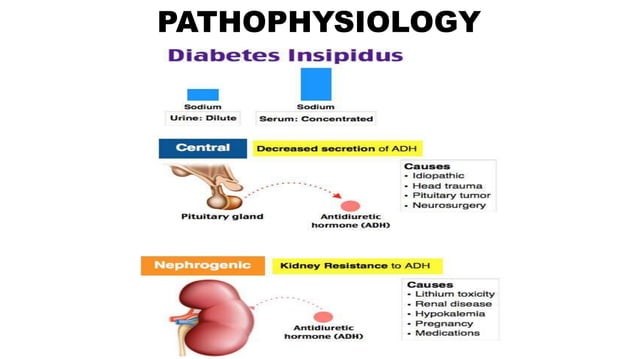 Diabetes mellitus and diabetes insipidus | PPT