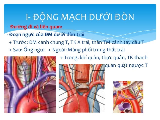 ĐỘNG MẠCH DƯỚI ĐÒN - TĨNH MẠCH BẠCH HUYẾT TK CỔ