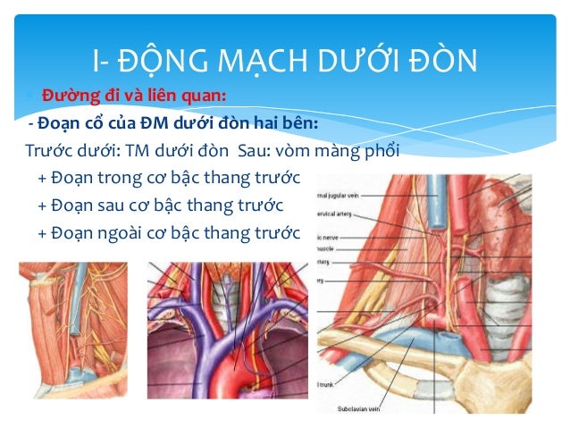 ĐỘNG MẠCH DƯỚI ĐÒN - TĨNH MẠCH BẠCH HUYẾT TK CỔ