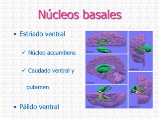 DMED - Modulo 2 - Sistema Limbico | PPTX