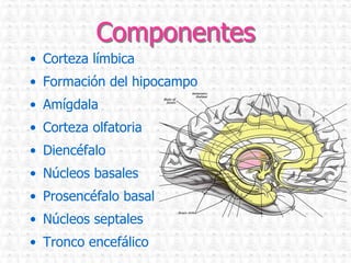 DMED - Modulo 2 - Sistema Limbico | PPTX