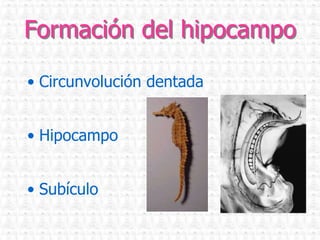 DMED - Modulo 2 - Sistema Limbico | PPTX
