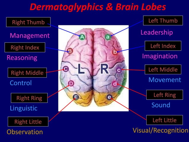 DMIT (Dermatoglyphics Multiple Intelligence Test) | PPTX