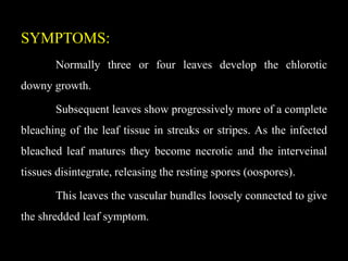 Downy Mildew of sorghum | PPTX
