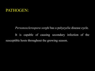 Downy Mildew of sorghum | PPTX