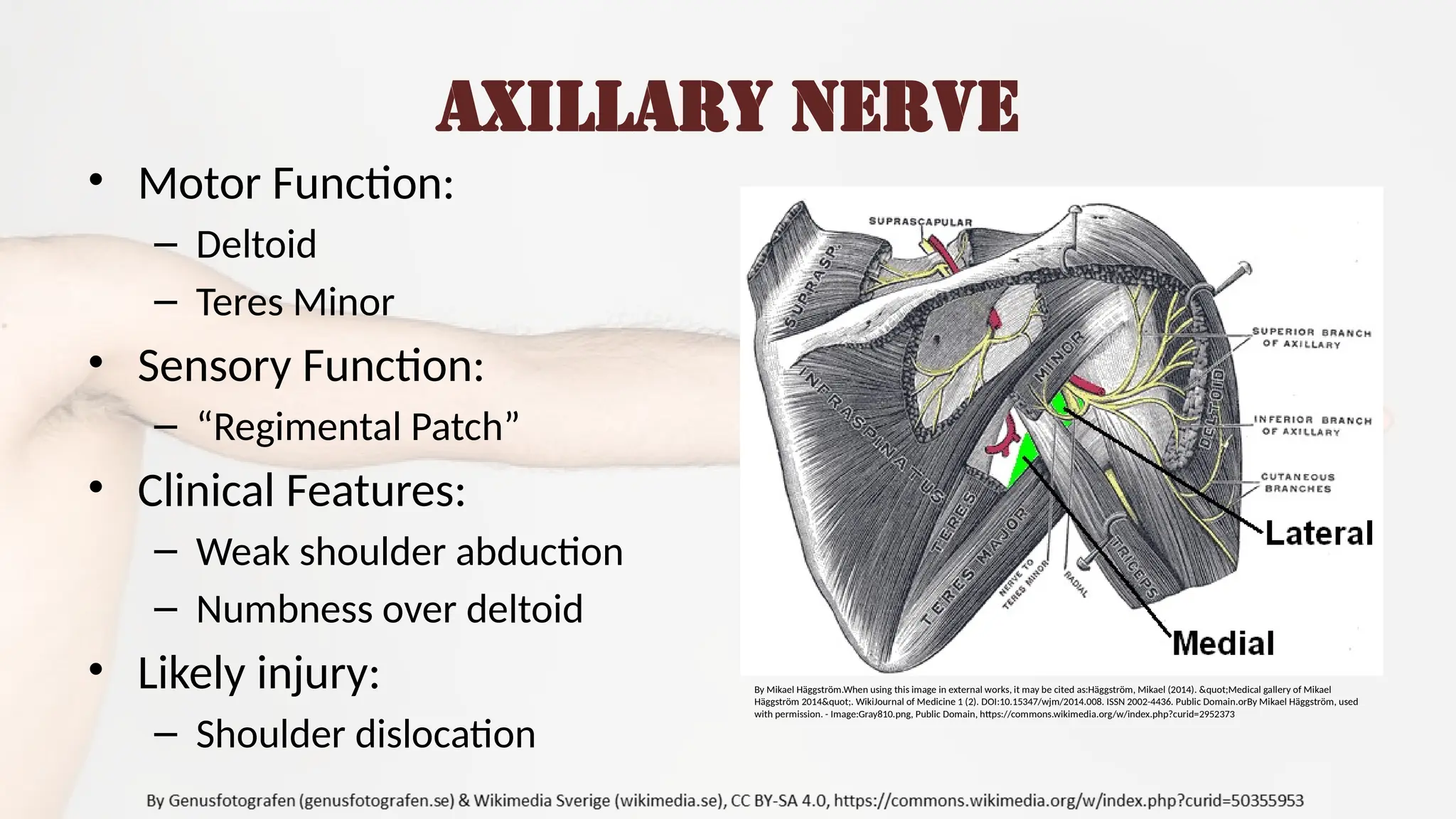 UpperLimbNerves_Anatomy_ClinicalFeatures_2022.pptx