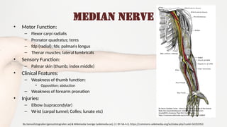 UpperLimbNerves_Anatomy_ClinicalFeatures_2022.pptx