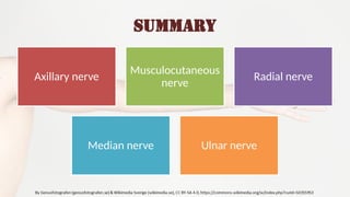 UpperLimbNerves_Anatomy_ClinicalFeatures_2022.pptx