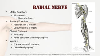 UpperLimbNerves_Anatomy_ClinicalFeatures_2022.pptx