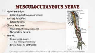 UpperLimbNerves_Anatomy_ClinicalFeatures_2022.pptx