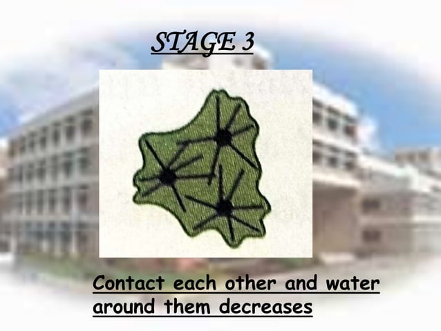 Setting expansion of Gypsum | PPTX