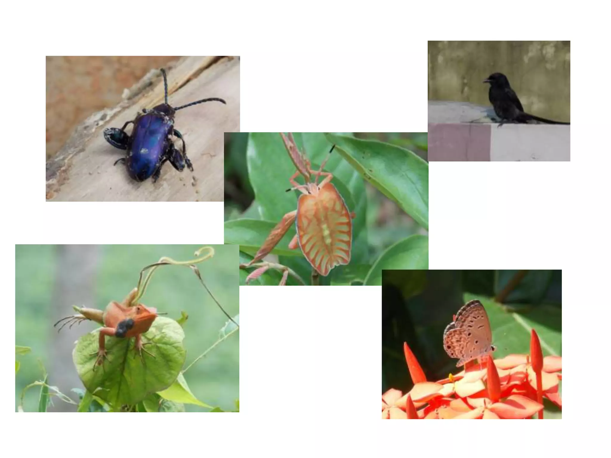 DOCUMENTING BACKYARD BIODIVERSITY | PPTX