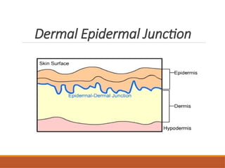 DMS-1 K3 Struktur dan Anatomi Kulit.pptx