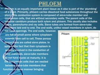basics of tissue | PPT