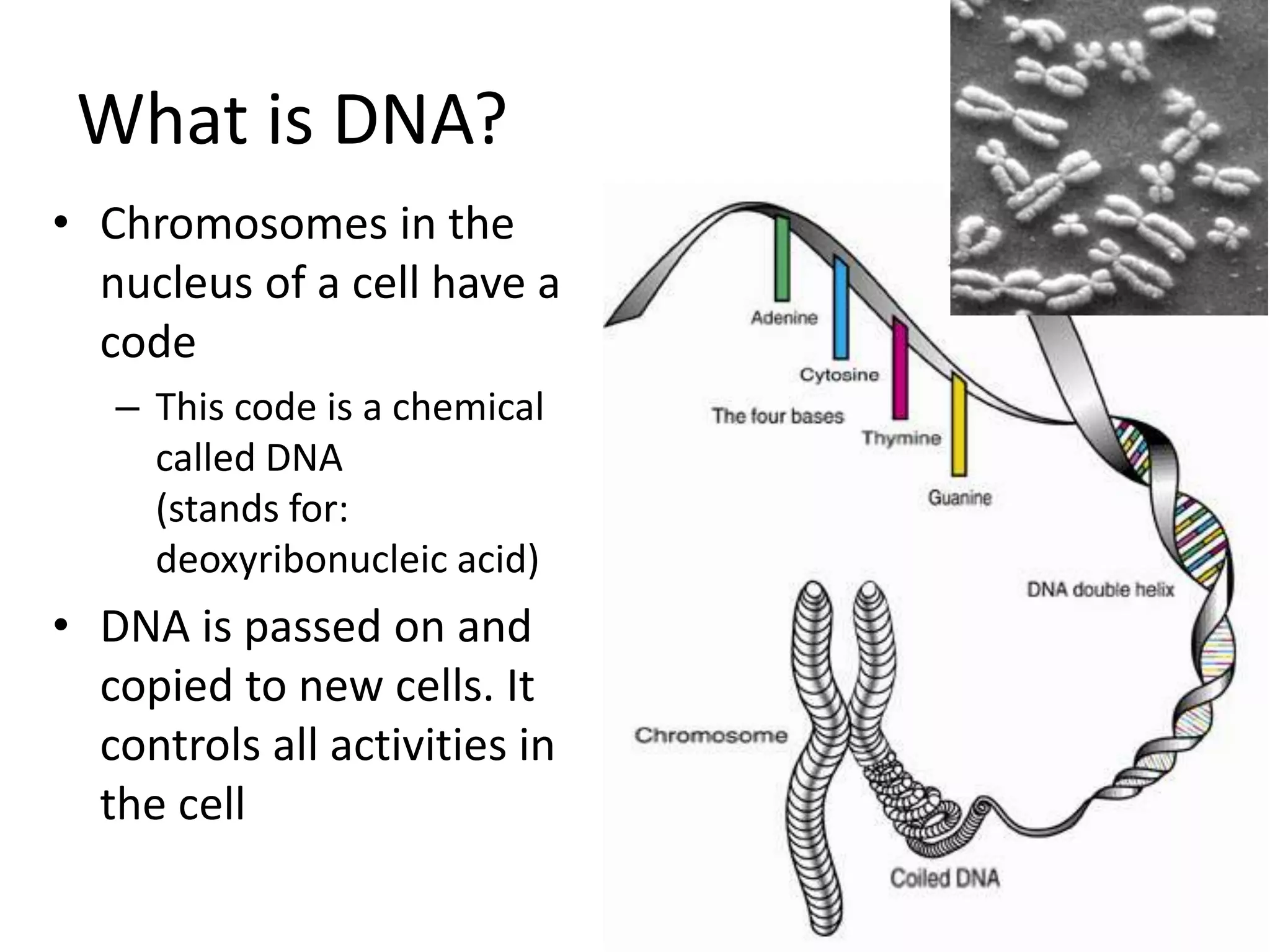 Dna! | PPTX | Genetics | Science