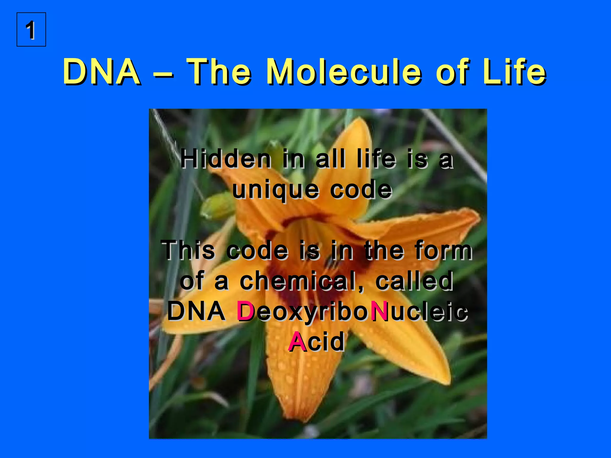 DNA for Grade 12 | PPT
