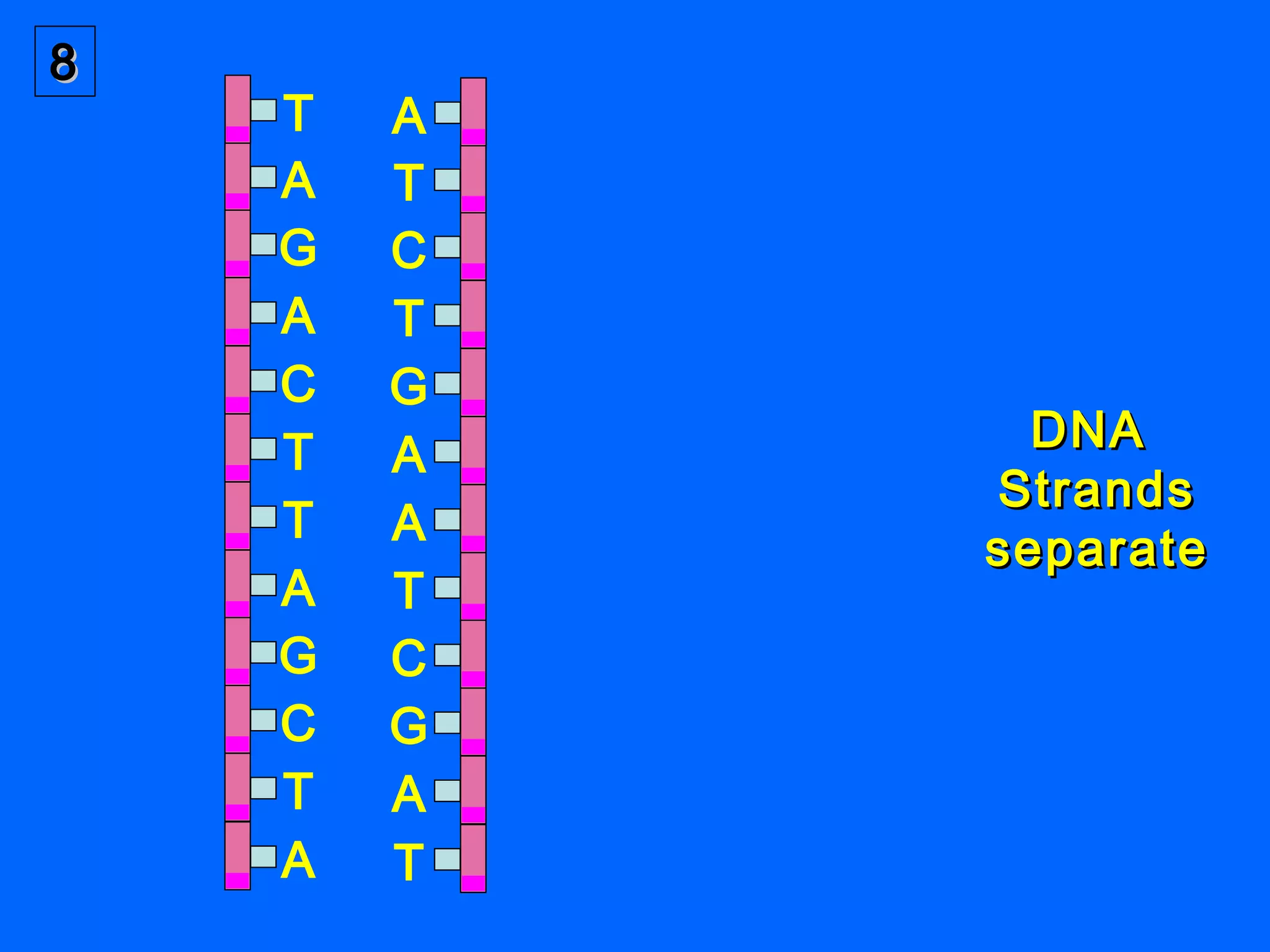 DNA for Grade 12 | PPT