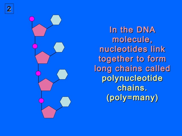 DNA for Grade 12 | PPT