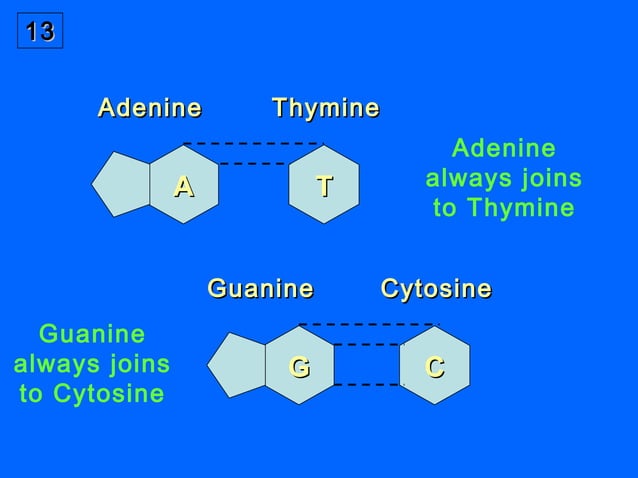DNA for Grade 12 | PPT
