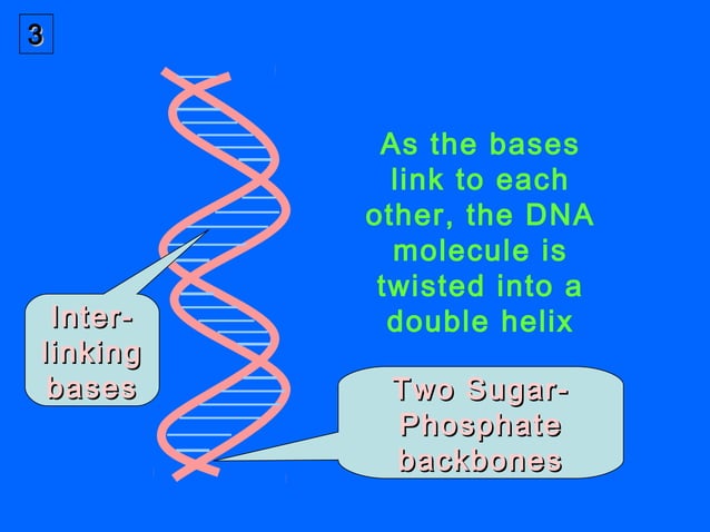 DNA for Grade 12 | PPT