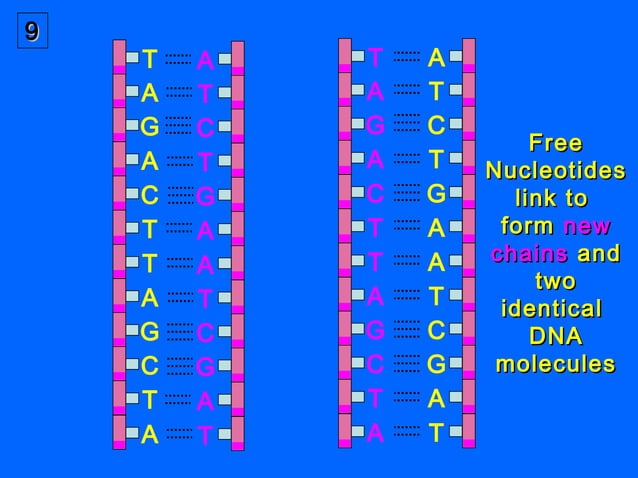 DNA for Grade 12 | PPT