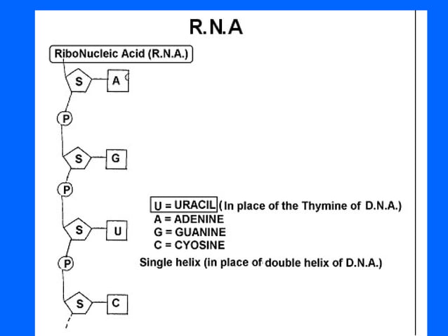 DNA for Grade 12 | PPT