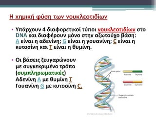 Δομή και Αντιγραφή DNA | PPTX