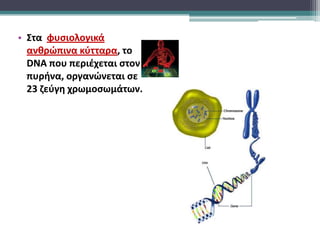 Δομή και Αντιγραφή DNA | PPTX