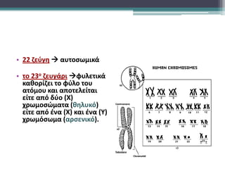 Δομή και Αντιγραφή DNA | PPTX