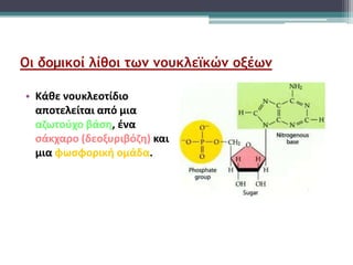 Δομή και Αντιγραφή DNA | PPTX